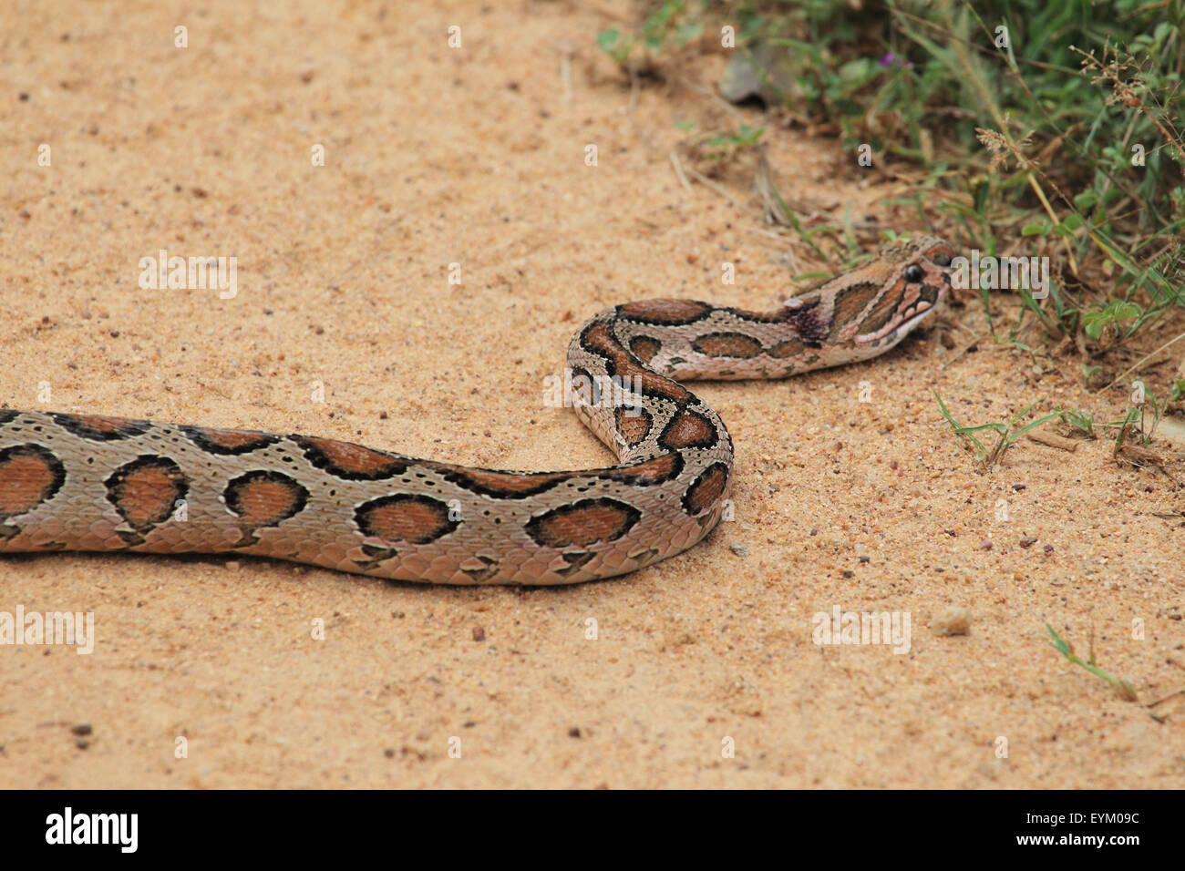 Python queue hi-res stock photography and images - Alamy