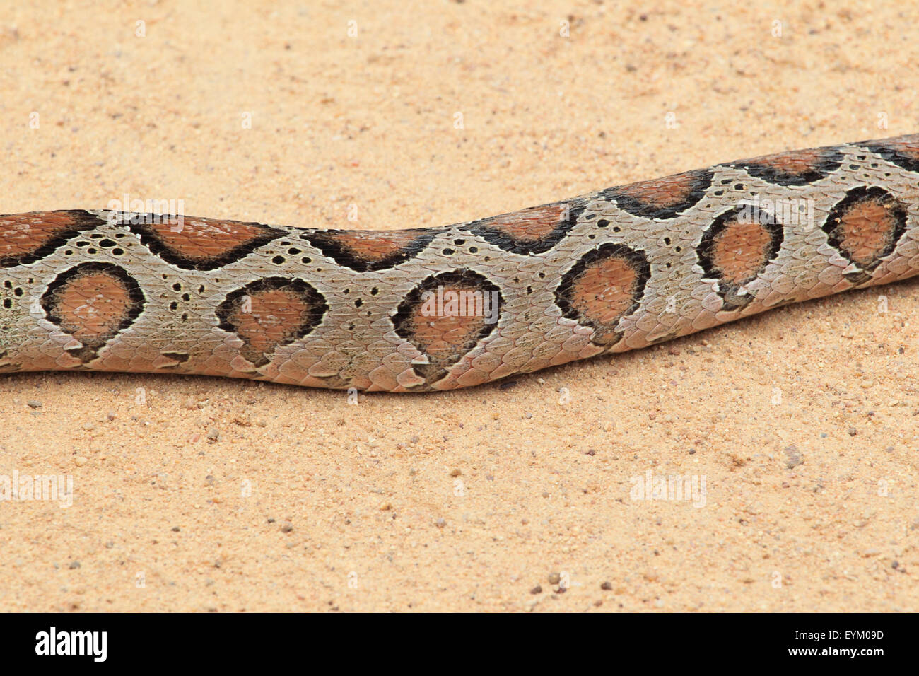 Tiger's python at Yala-national park, Sri Lanka Stock Photo - Alamy