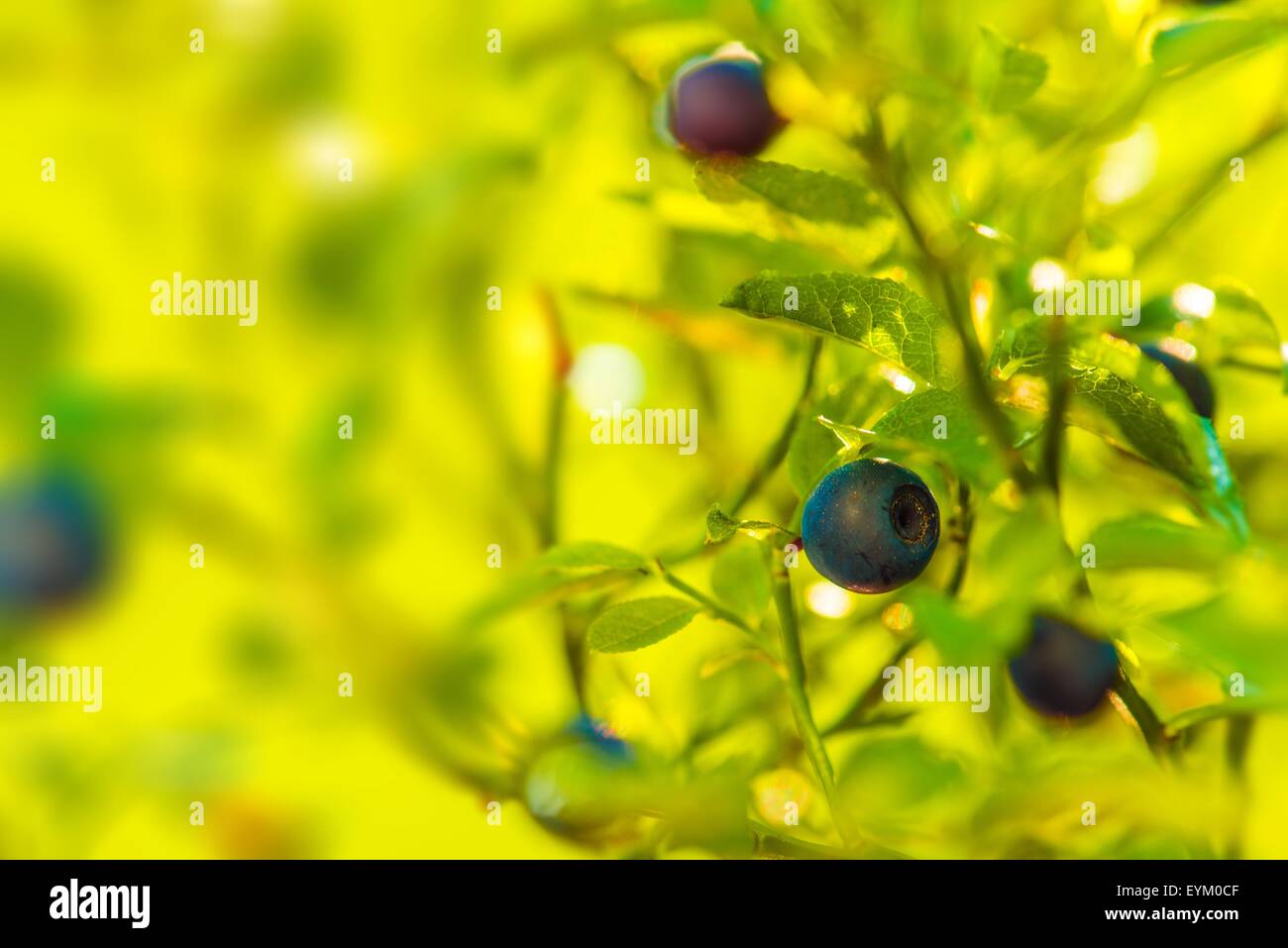 Wild Huckleberries or Bog Bilberry Shrub Macro Closeup Photo Stock ...