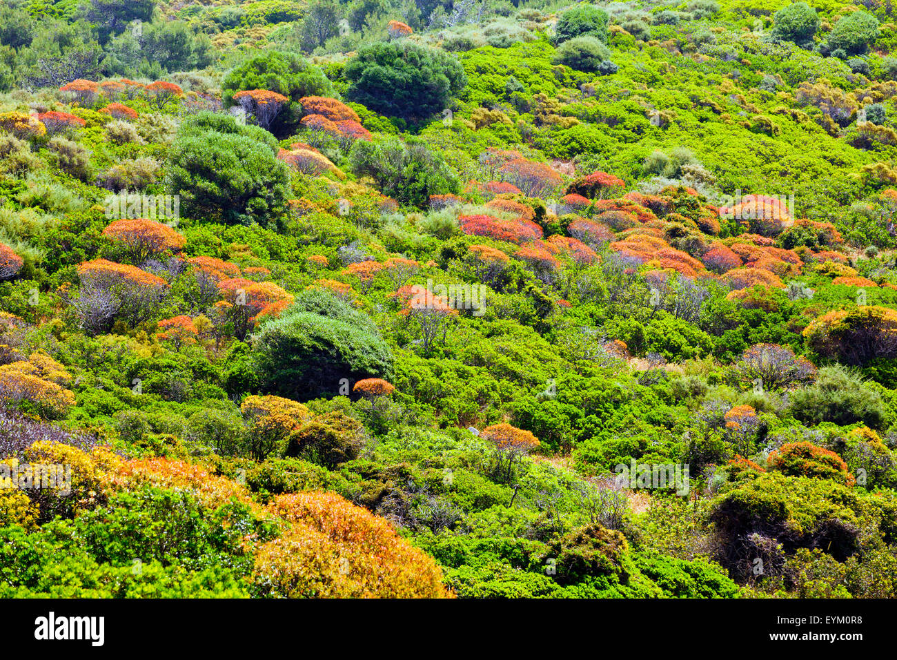Macchia bush hi-res stock photography and images - Alamy