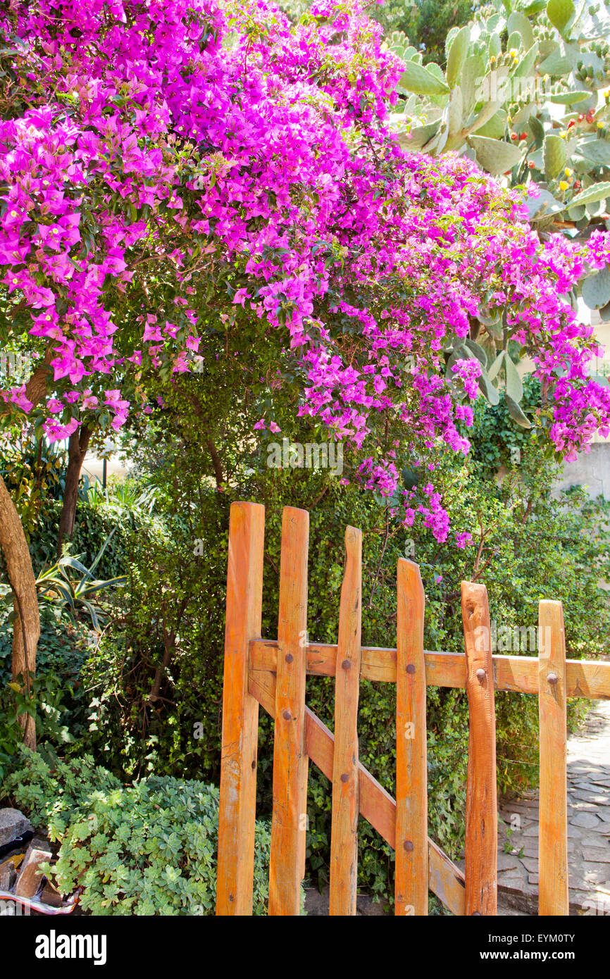 Sardinia, garden, flowers Stock Photo - Alamy