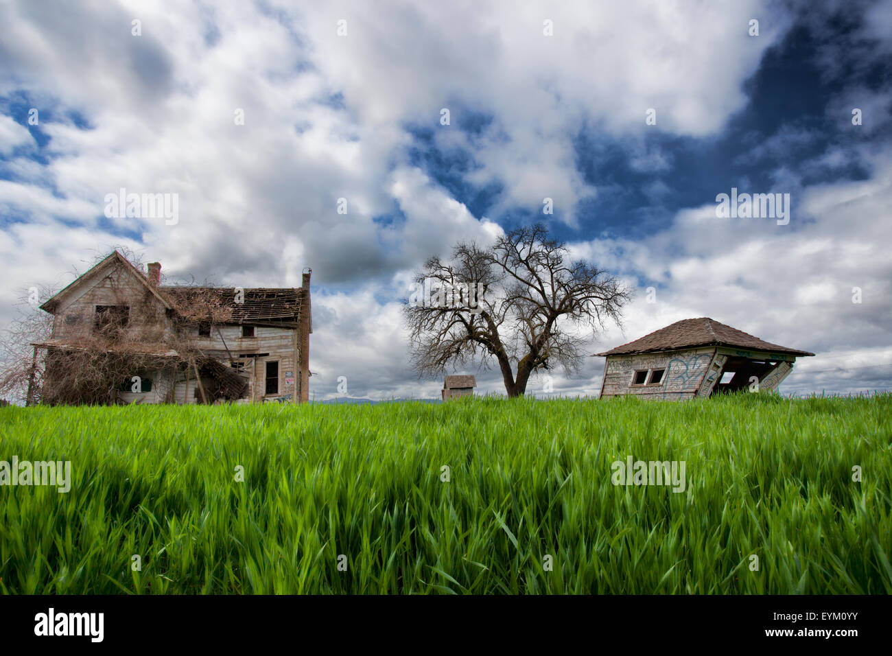 Old farmhouse in a farm field with a new crop growing Stock Photo - Alamy