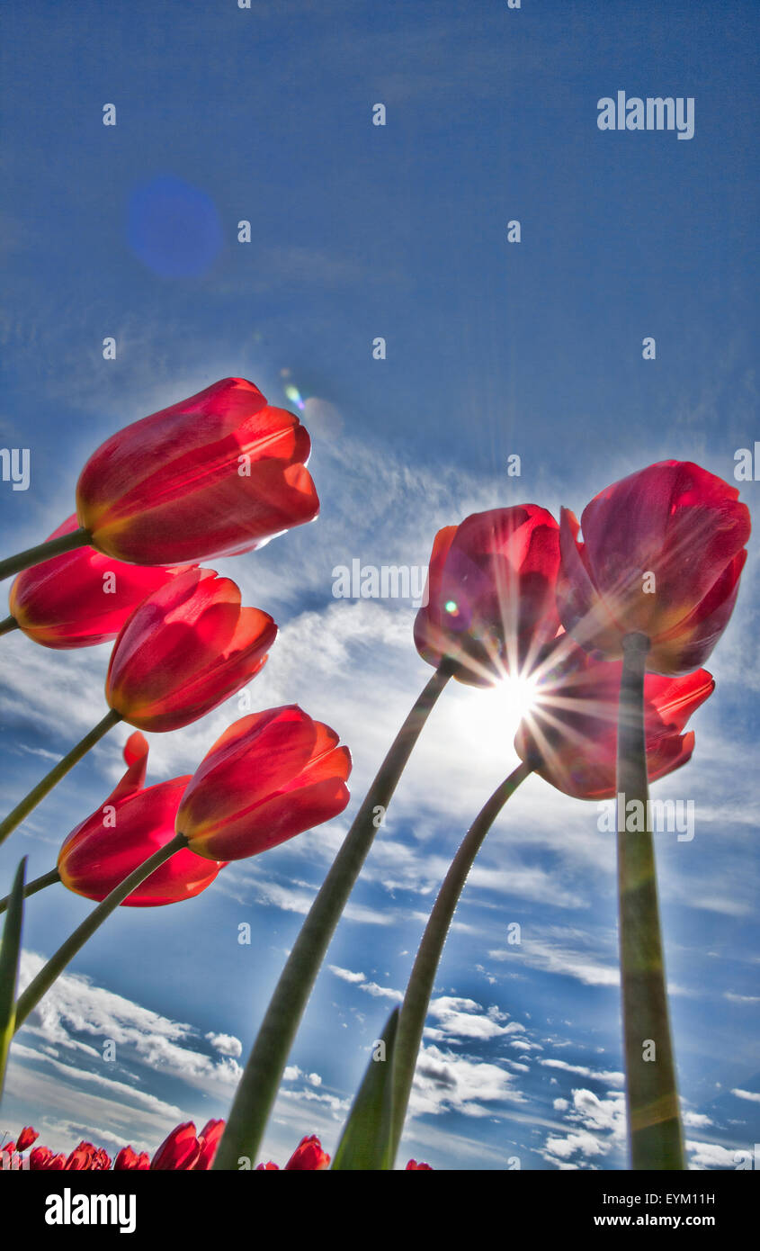 Red tulips against blue sky with the sun creating a star effect Stock ...