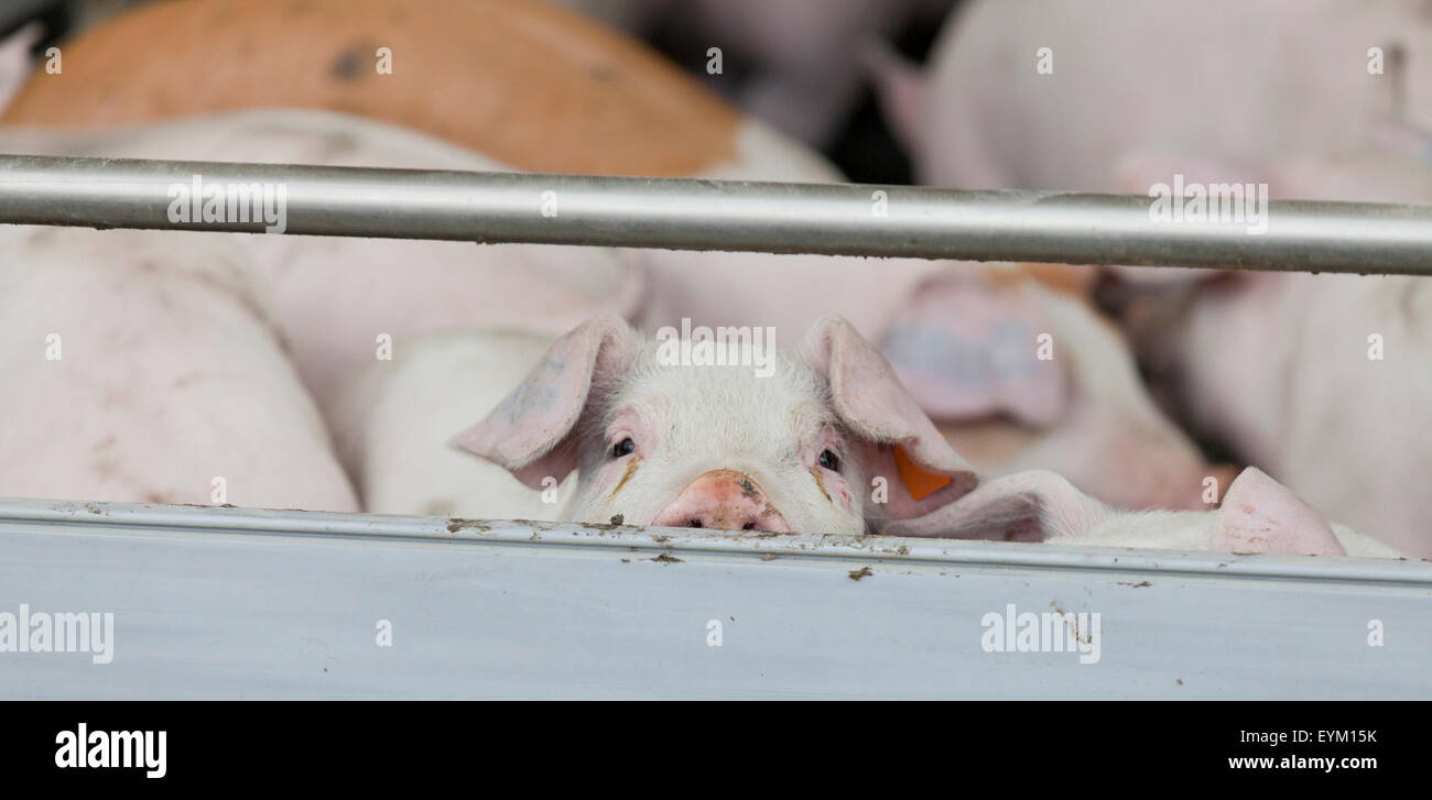 Pig breeding hi-res stock photography and images - Alamy