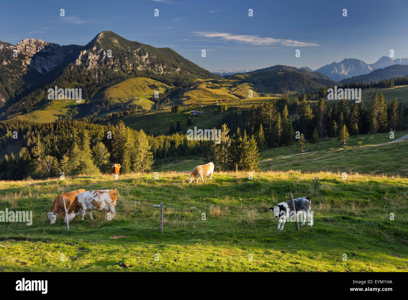 view to 'Gamsfeld' (mountain) from 'Thorhöhe' (mountain), cows ...
