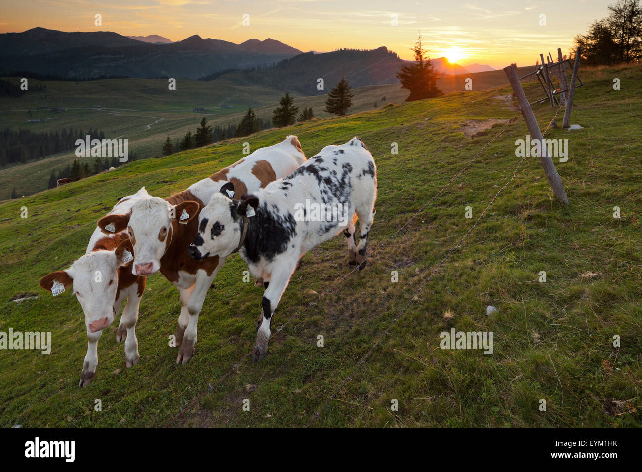 Salzburg alpine pastures hi-res stock photography and images - Alamy