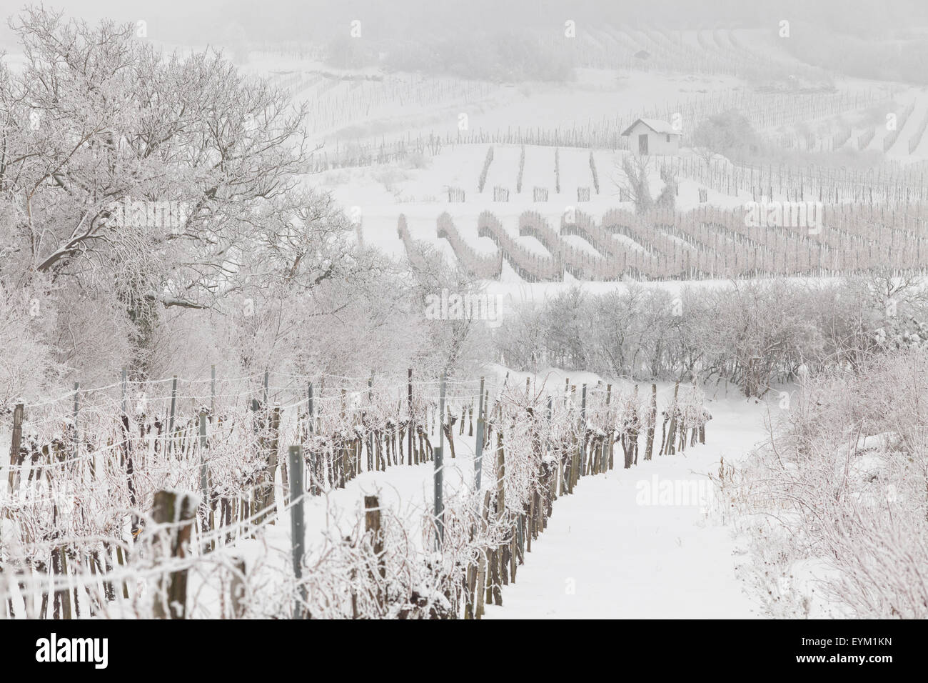 snow-covered vineyards with Baden with Vienna, Thermenregion, Lower ...