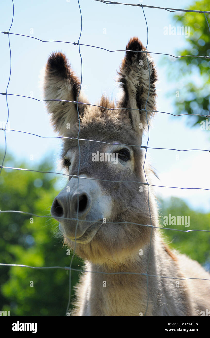 Donkey, spring, Bavaria, Germany, portrait Stock Photo - Alamy