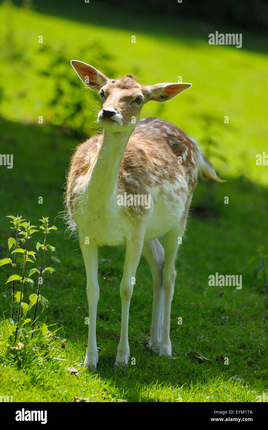 fallow deer, meadow, spring, Bavaria, Germany Stock Photo - Alamy