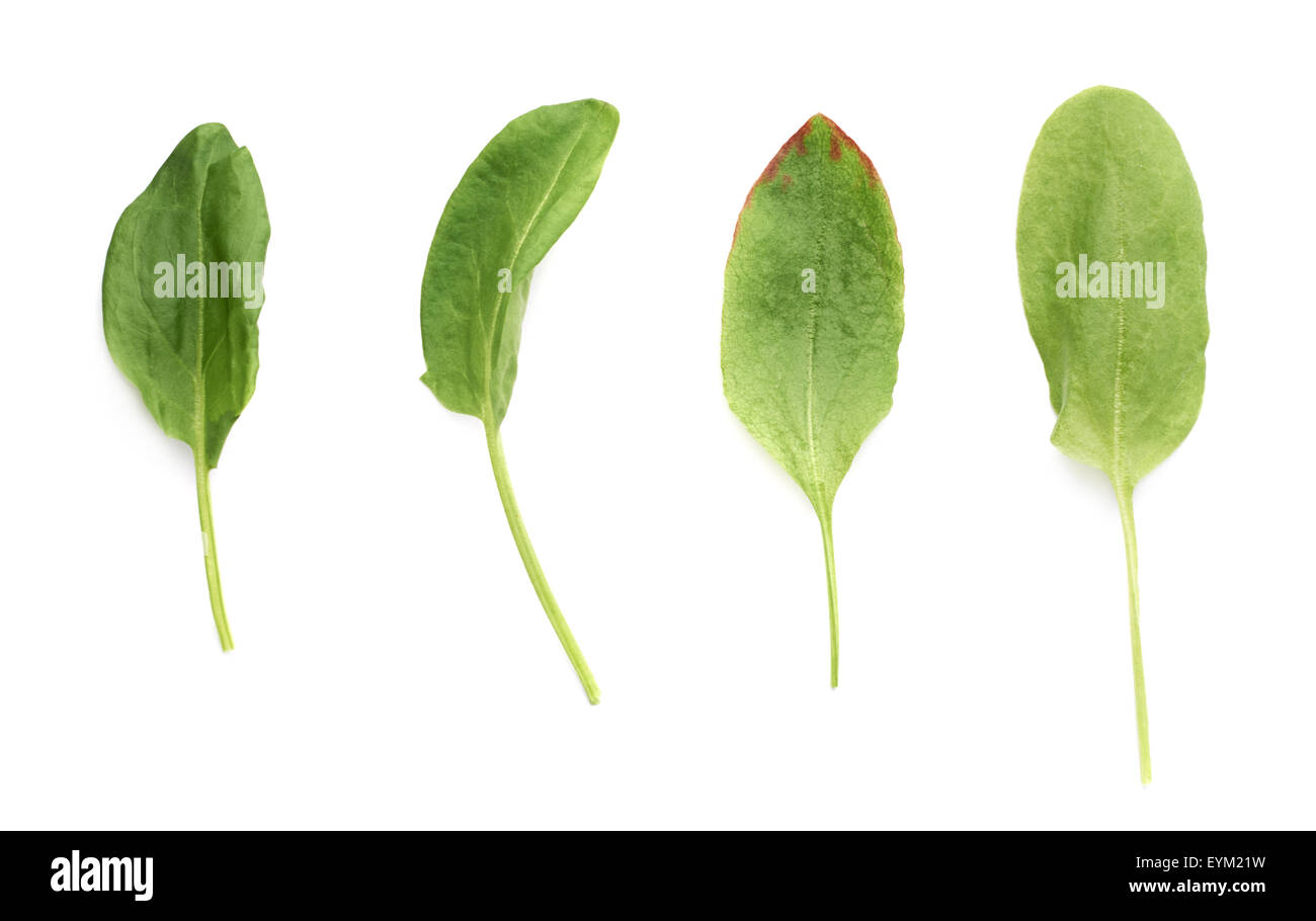 Green polygonaceae sorrel spinach dock leaves Stock Photo - Alamy