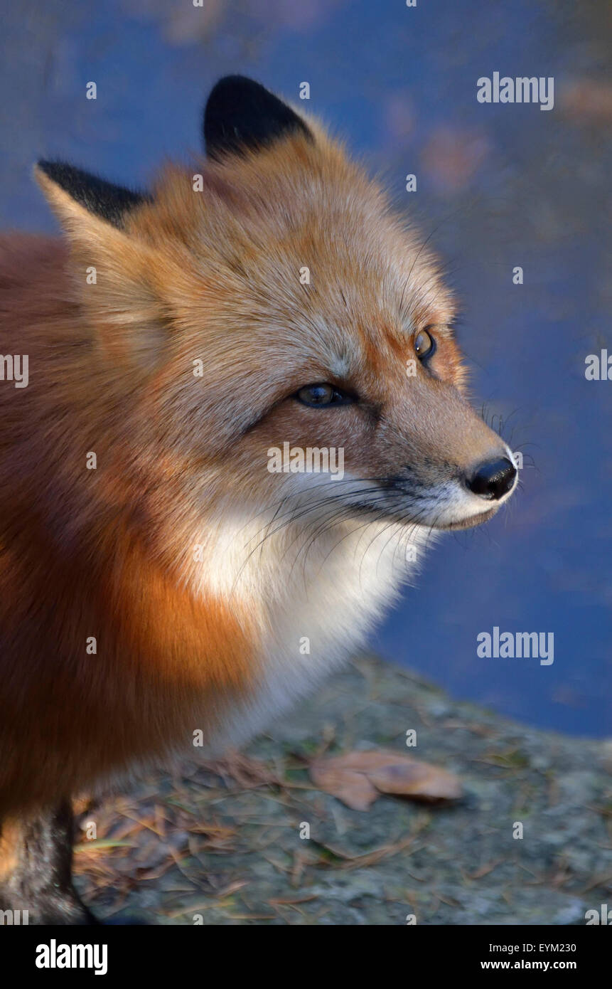 Red fox, Vulpes vulpes, Germany Stock Photo - Alamy
