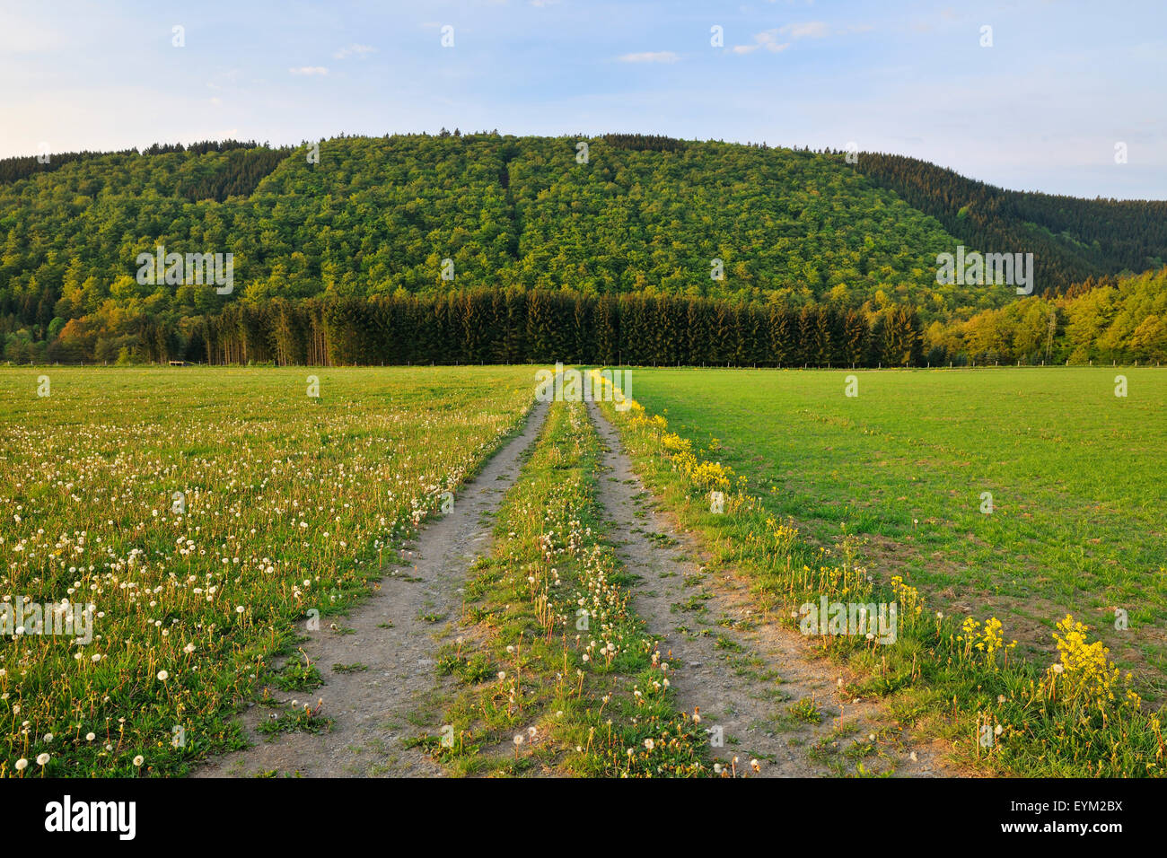 Country lane, meadow, wood, spring, Wissinghausen, Winterberg ...