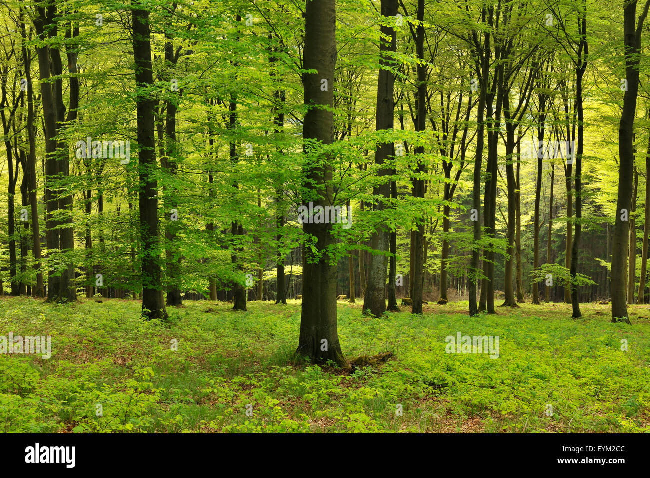 Temperate Deciduous Forest Spring