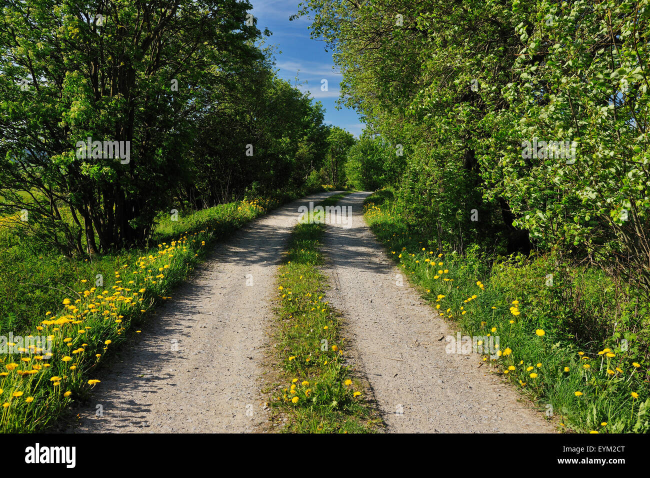 Country lane, spring, Usseln, Willingen, Hessian, Germany Stock Photo ...