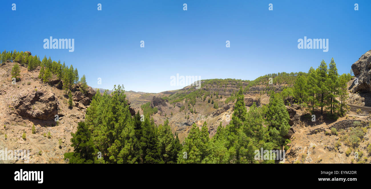 Inland Central Gran Canaria, Caldera de Tejeda, Canarian Pine Trees ...