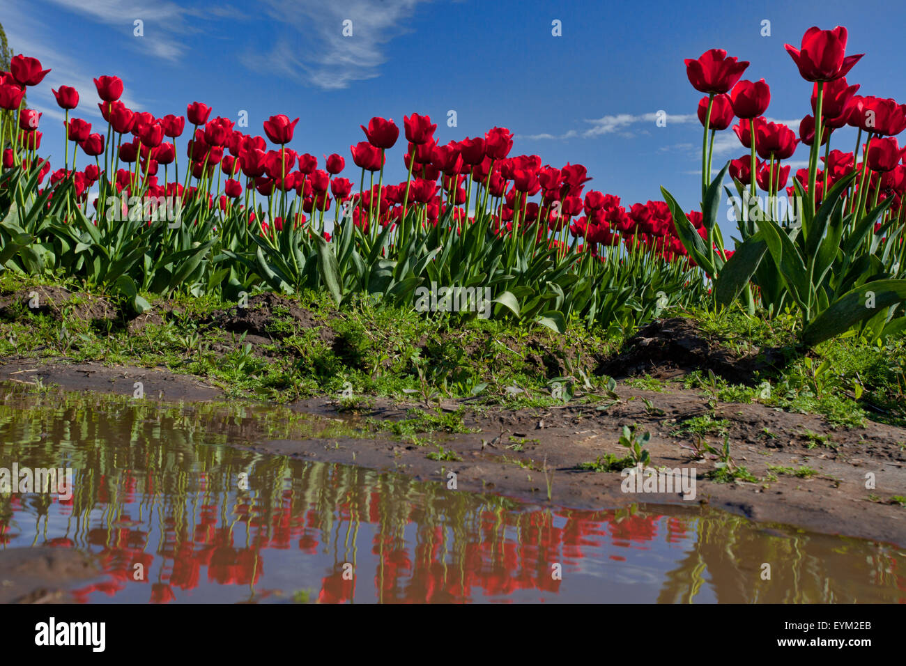These are red tulips in the springtime on a sunny day Stock Photo - Alamy