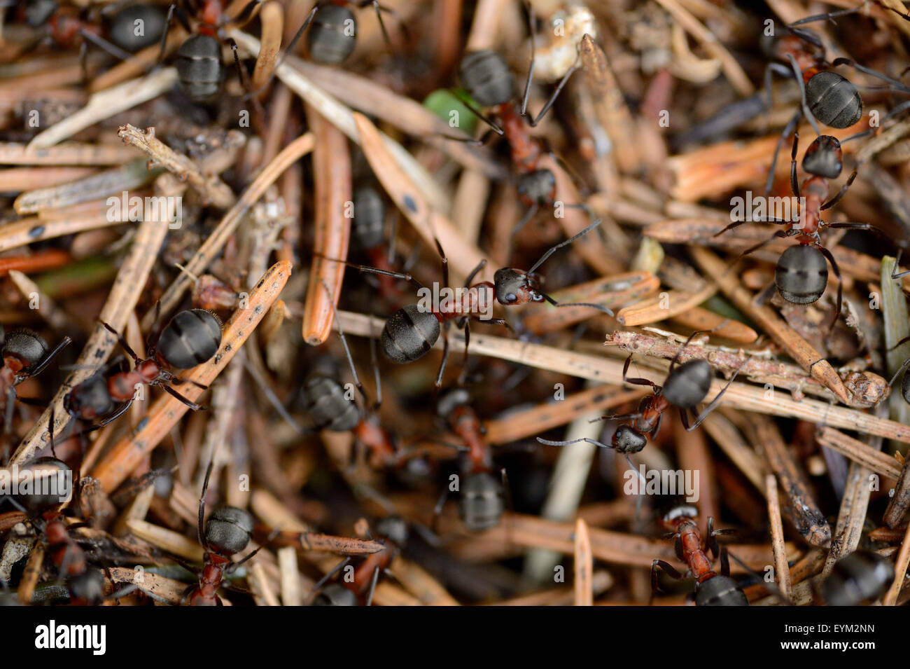 Red red ants, Formica rufa Stock Photo - Alamy