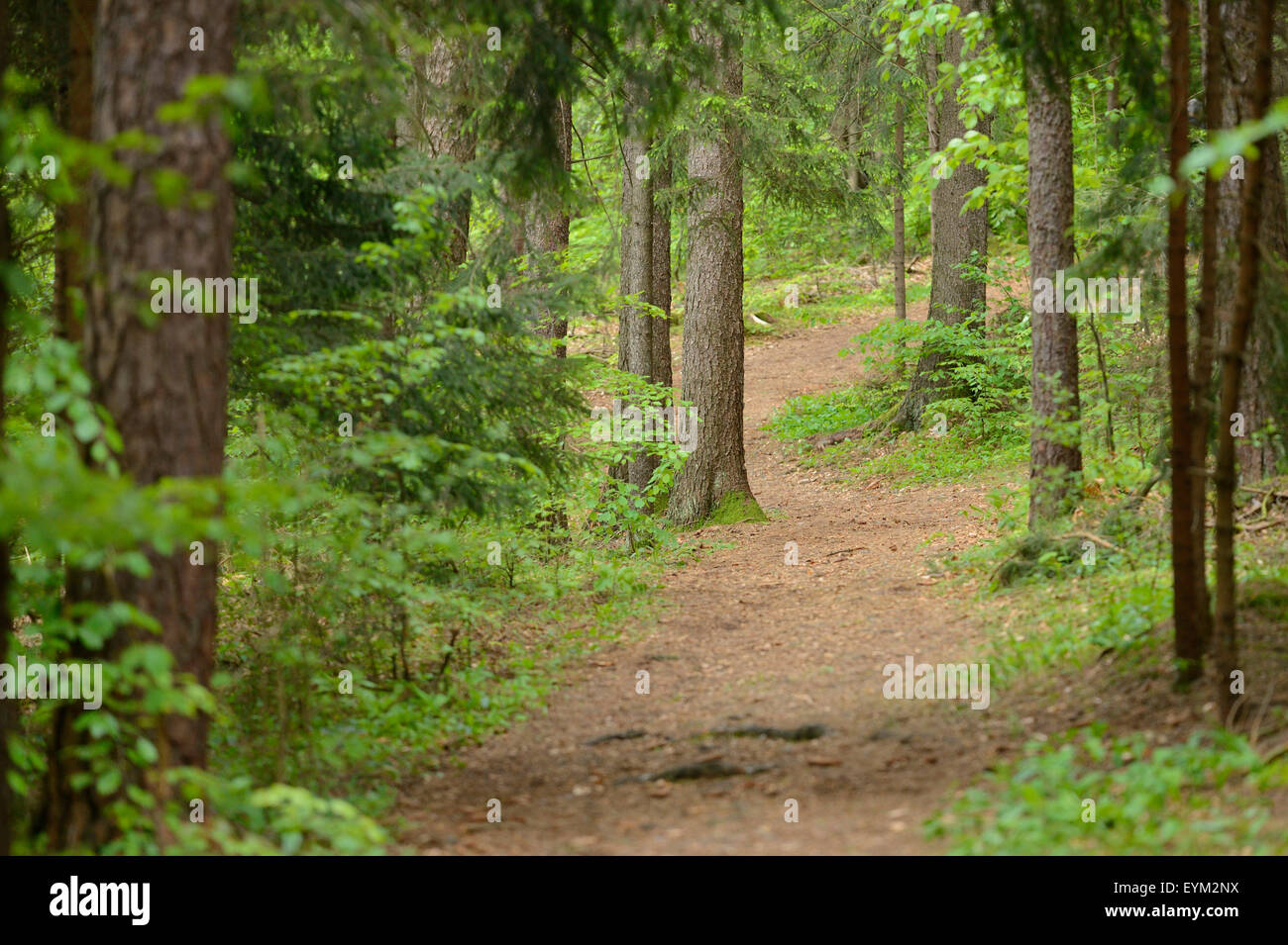 Scenery, forest way, wood Stock Photo - Alamy