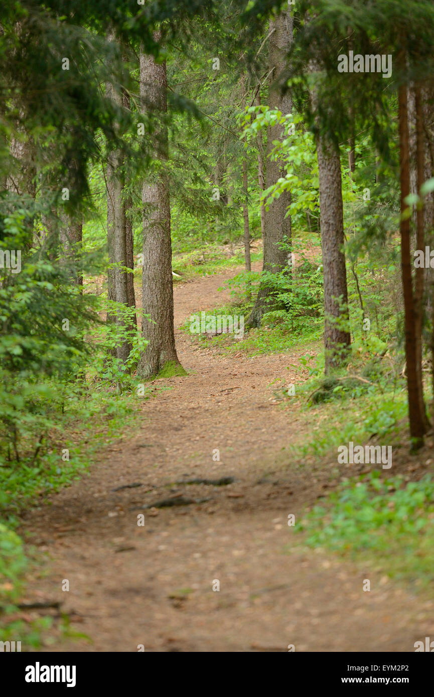 Scenery, forest way, wood Stock Photo - Alamy