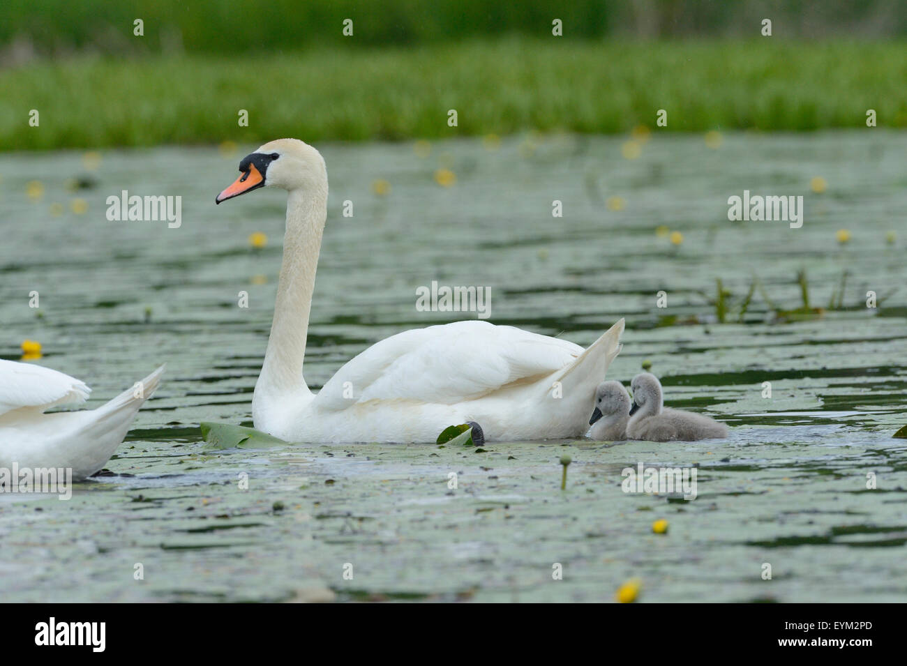 Mute swan, Cygnus olor, with fledgling on a pond swimming Stock Photo ...