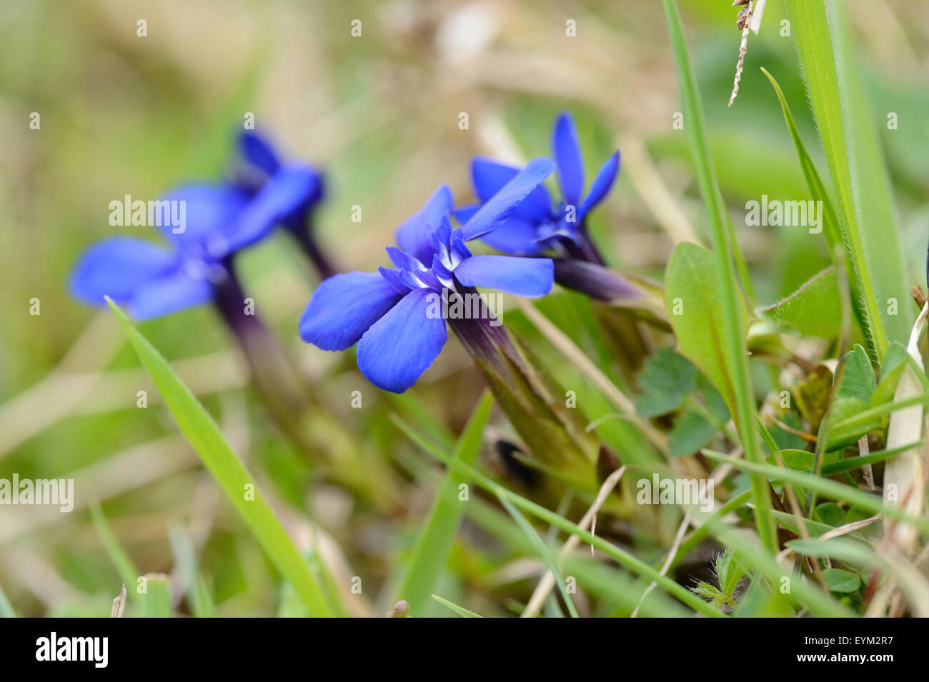 Spring gentian, Gentiana verna, blossom, spring Stock Photo - Alamy