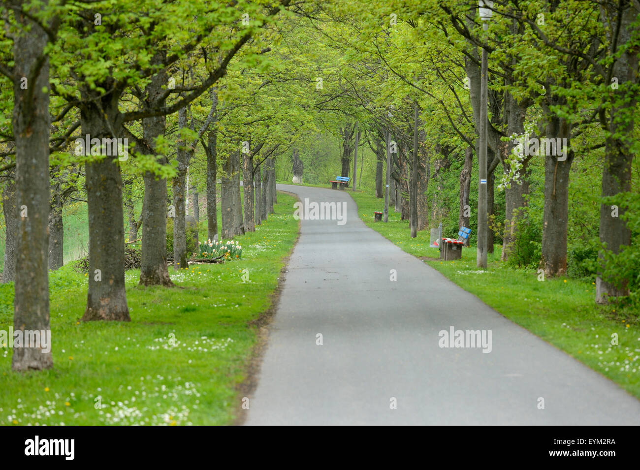 Scenery, footpath, street, park Stock Photo - Alamy