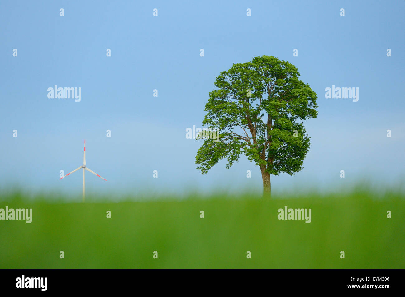 Scenery, tree, wind turbine, field Stock Photo - Alamy
