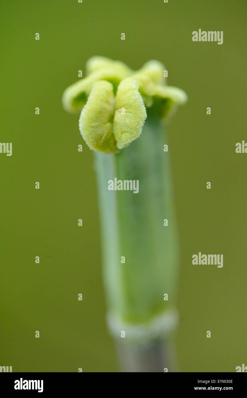 Tulip seeds hi-res stock photography and images - Alamy