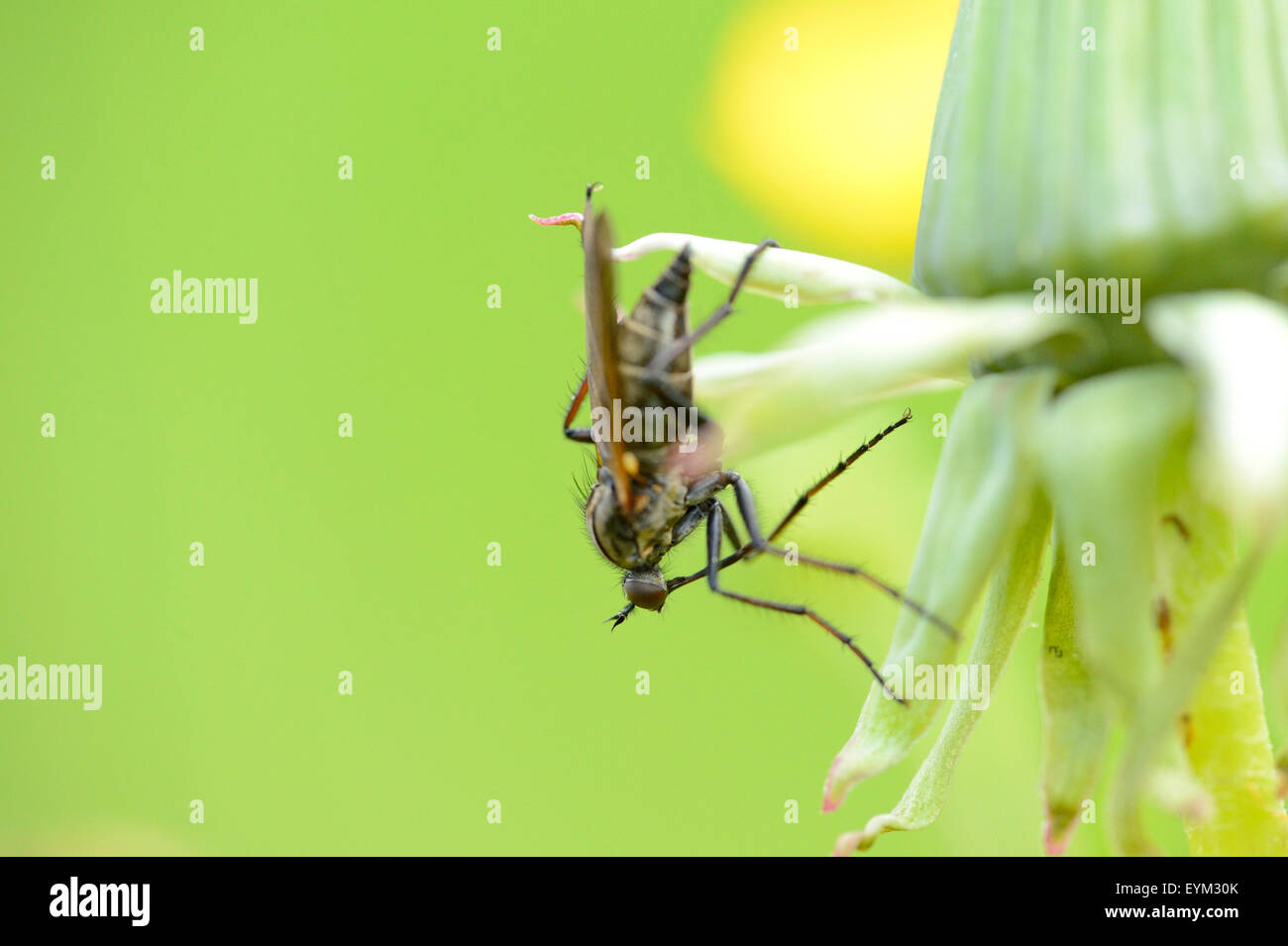 Close-up of a simple predatory fly, Machimus rusticus Stock Photo - Alamy