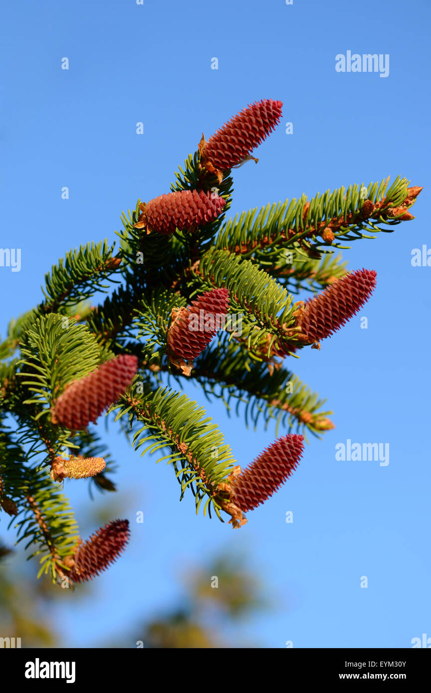 Common spruce, Picea abies, plugs, spring Stock Photo - Alamy