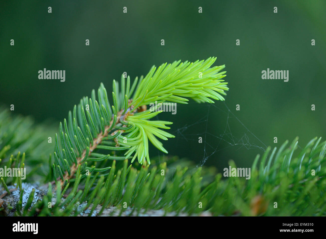 Common spruce, Picea abies, desires, spring Stock Photo - Alamy