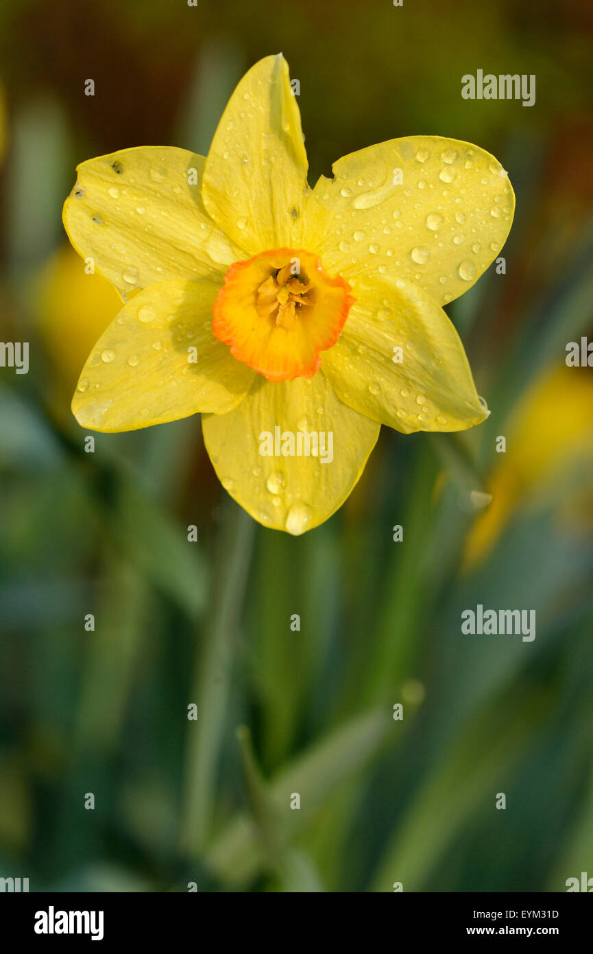 Narcissus, Narcissus, blossom, spring Stock Photo - Alamy