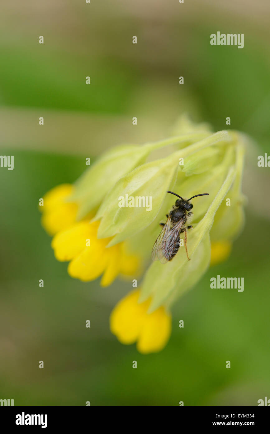 Real primrose, Primula veris, mask bee, Hylaeus Stock Photo - Alamy