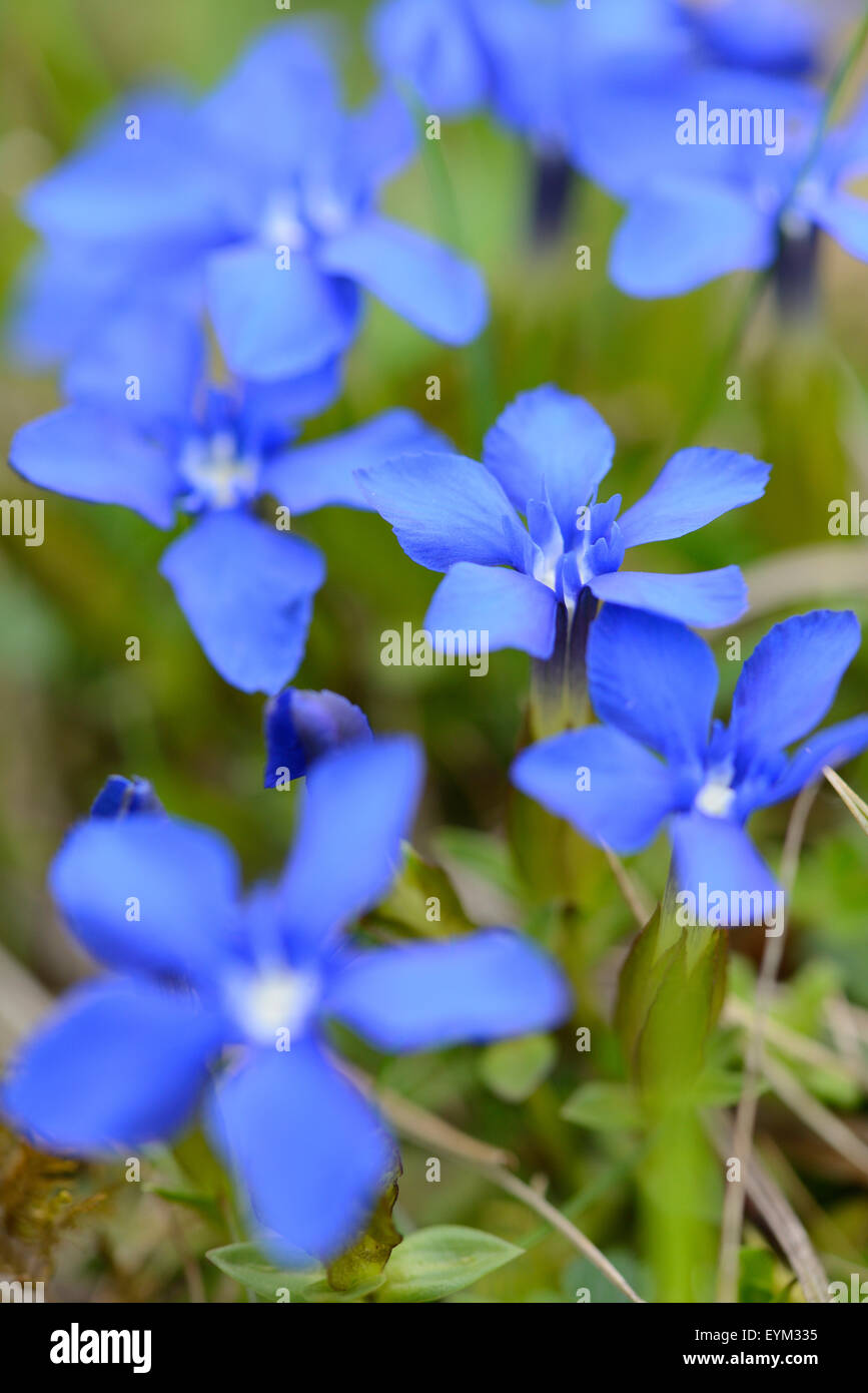 Spring gentian, Gentiana verna, blossom, spring Stock Photo - Alamy