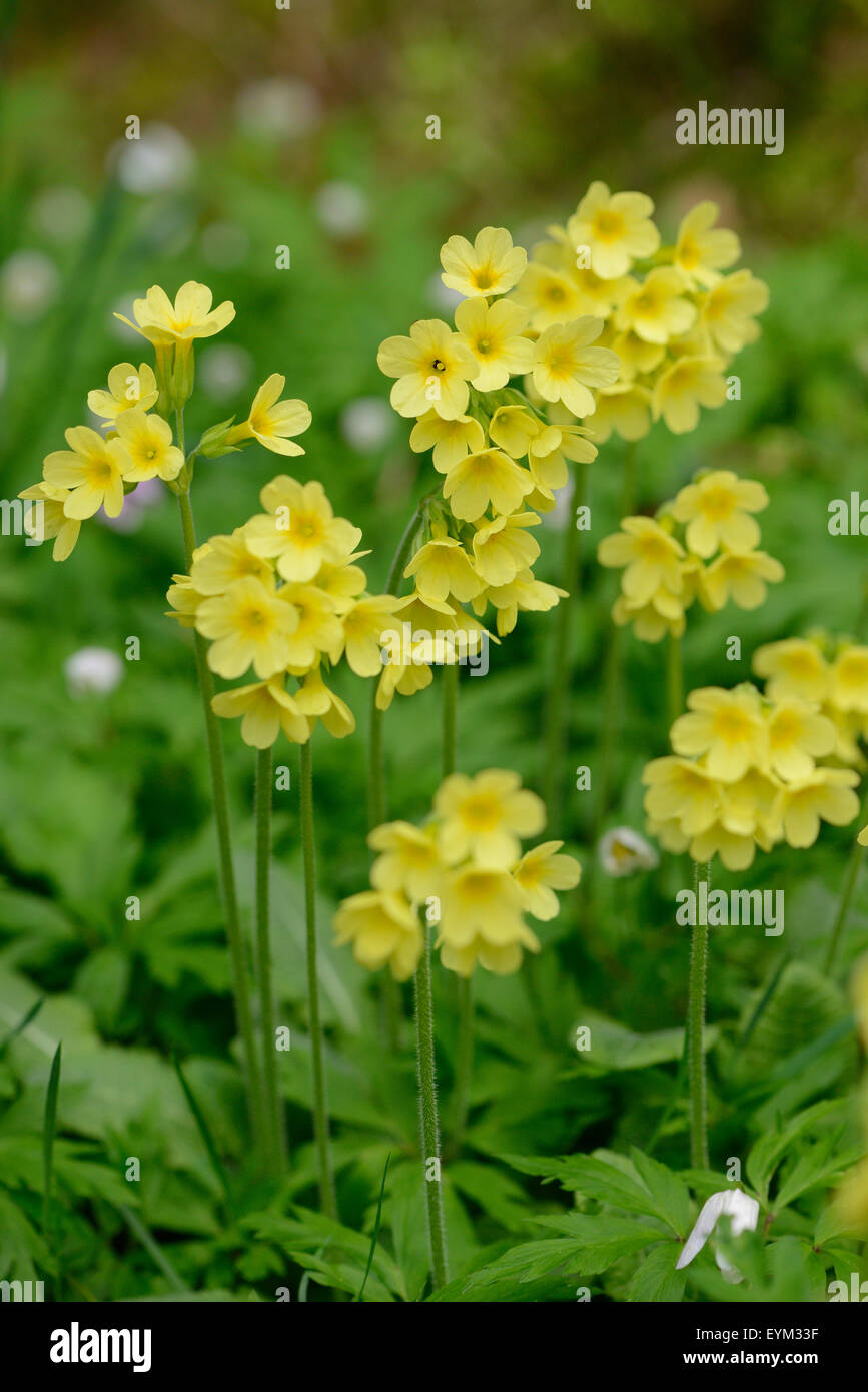 Germany primula elatior hi-res stock photography and images - Alamy