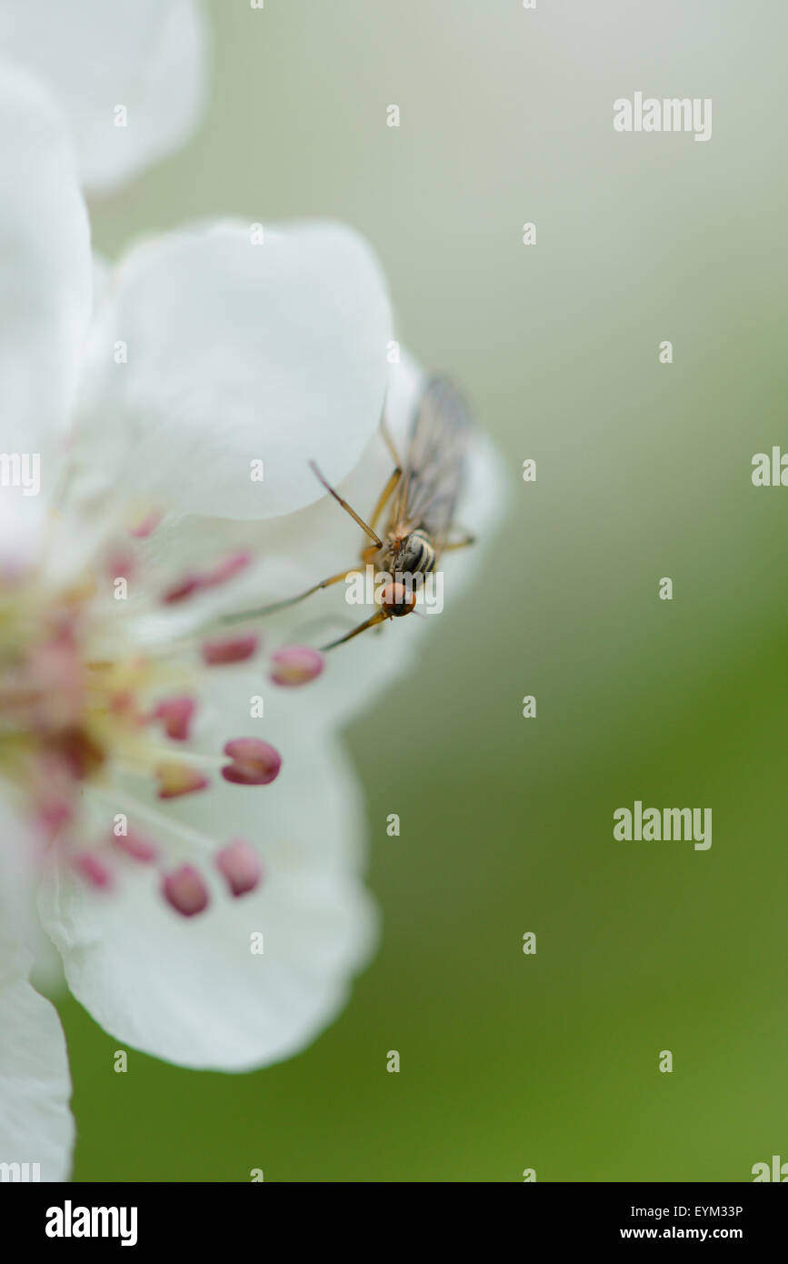 Predatory flower hi-res stock photography and images - Alamy