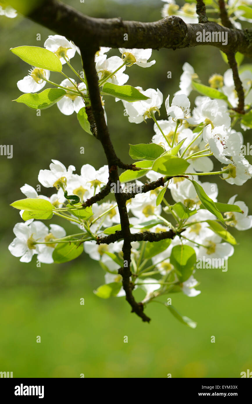 With pear trees in blossom pyrus communis hi-res stock photography and ...