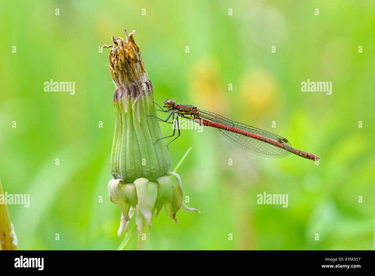 Early dragonfly hi-res stock photography and images - Alamy