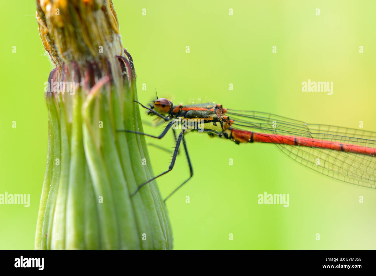 Early dragonfly hi-res stock photography and images - Alamy