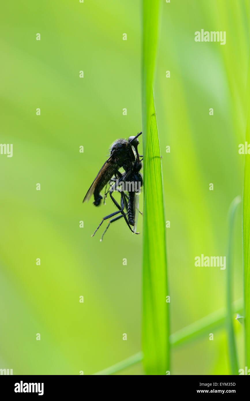 Predatory insects hi-res stock photography and images - Alamy