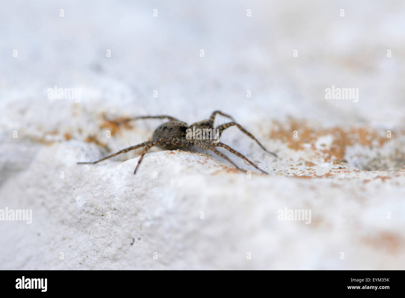 Wolf spider close up hi-res stock photography and images - Alamy