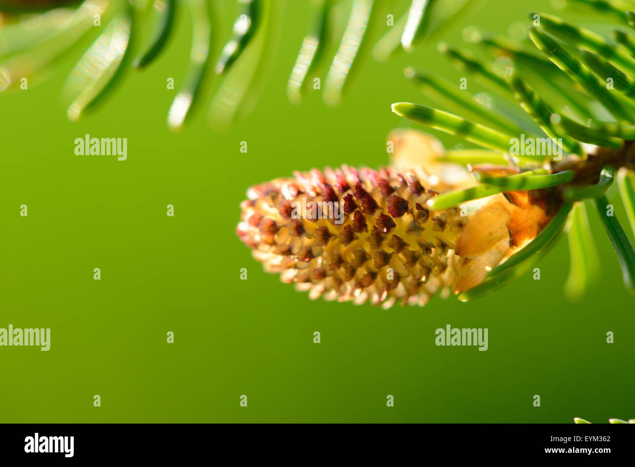 Common spruce, Picea abies, plugs, spring Stock Photo - Alamy