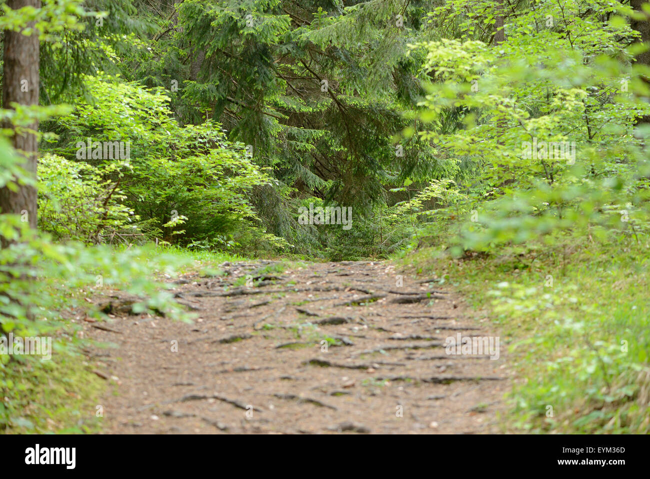 Scenery, forest way, wood Stock Photo - Alamy