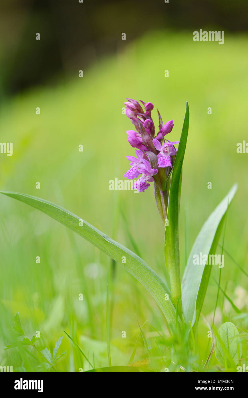 broad-leaved marsh orchid, Dactylorhiza majalis, blossom Stock Photo - Alamy