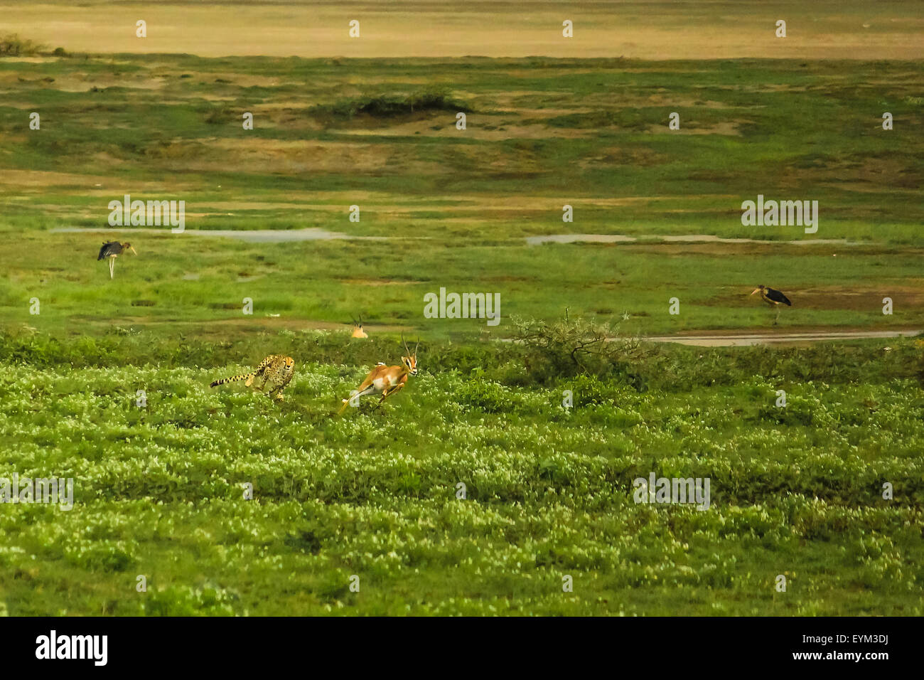 Springbok and cheetah hi-res stock photography and images - Alamy