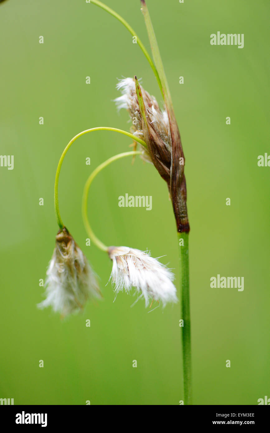 Narrow-leafy cotton grass, Eriophorum angustifolium, blossom Stock ...