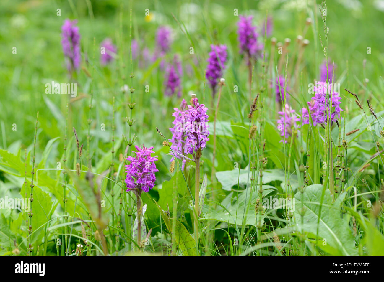 broad-leaved marsh orchid, Dactylorhiza majalis, blossoms Stock Photo - Alamy