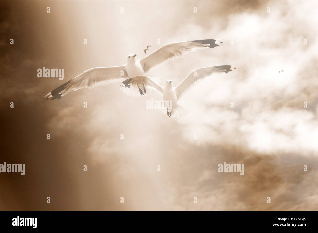 two gulls at flight, sky, clouds, sepia-coloured Stock Photo - Alamy