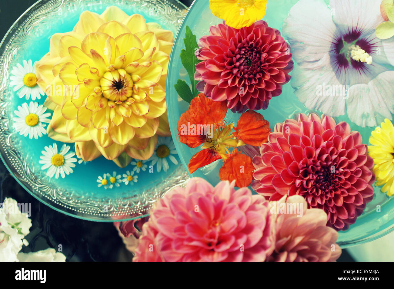 Hibiscus flower flowers vase hi-res stock photography and images - Alamy