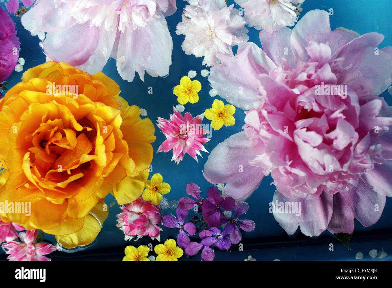 coloured flowers swimming in the water Stock Photo - Alamy